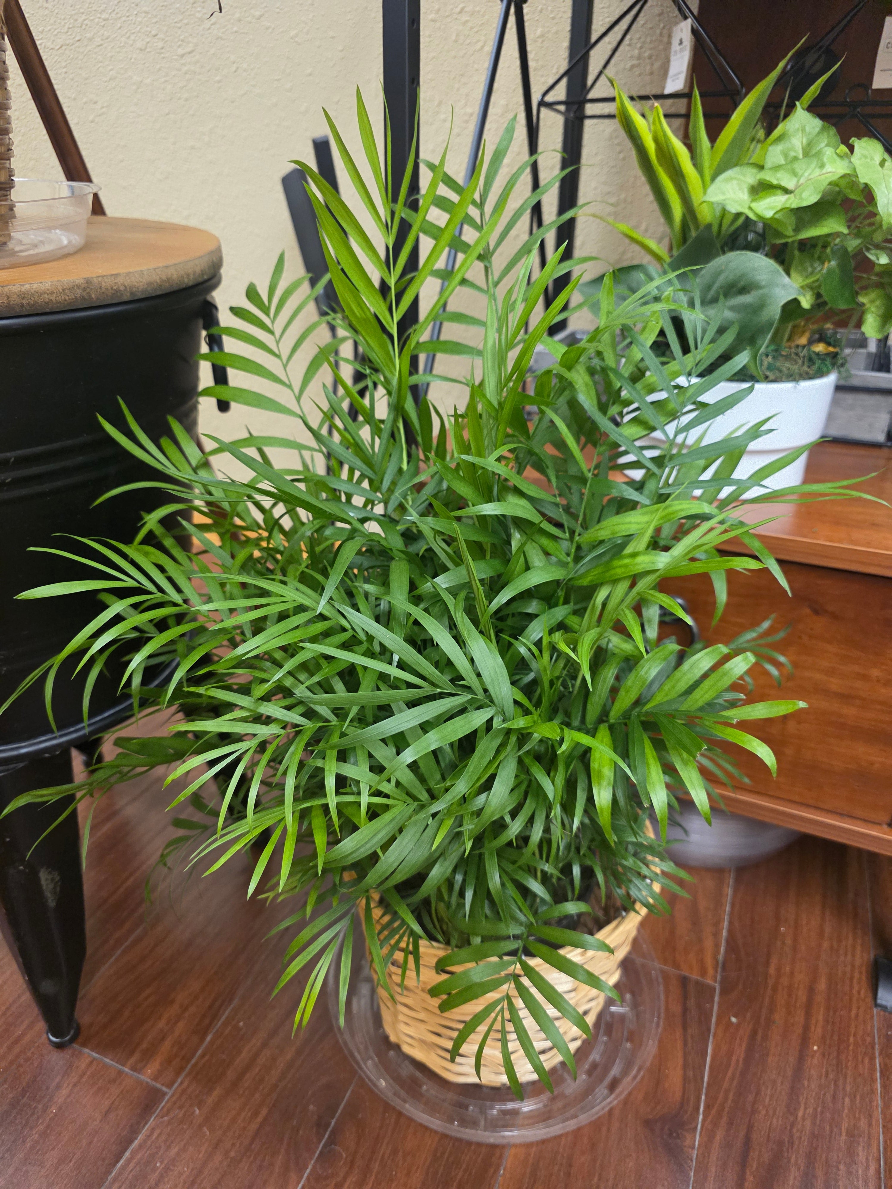 Palm Tree – Assimilation Artistry